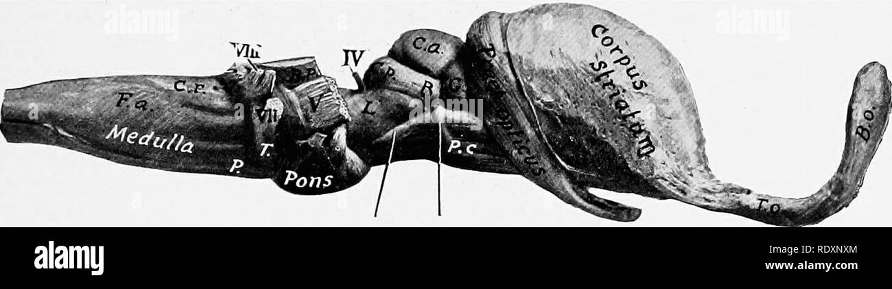 . The anatomy of the domestic animals . Veterinary anatomy. THE FOURTH ...