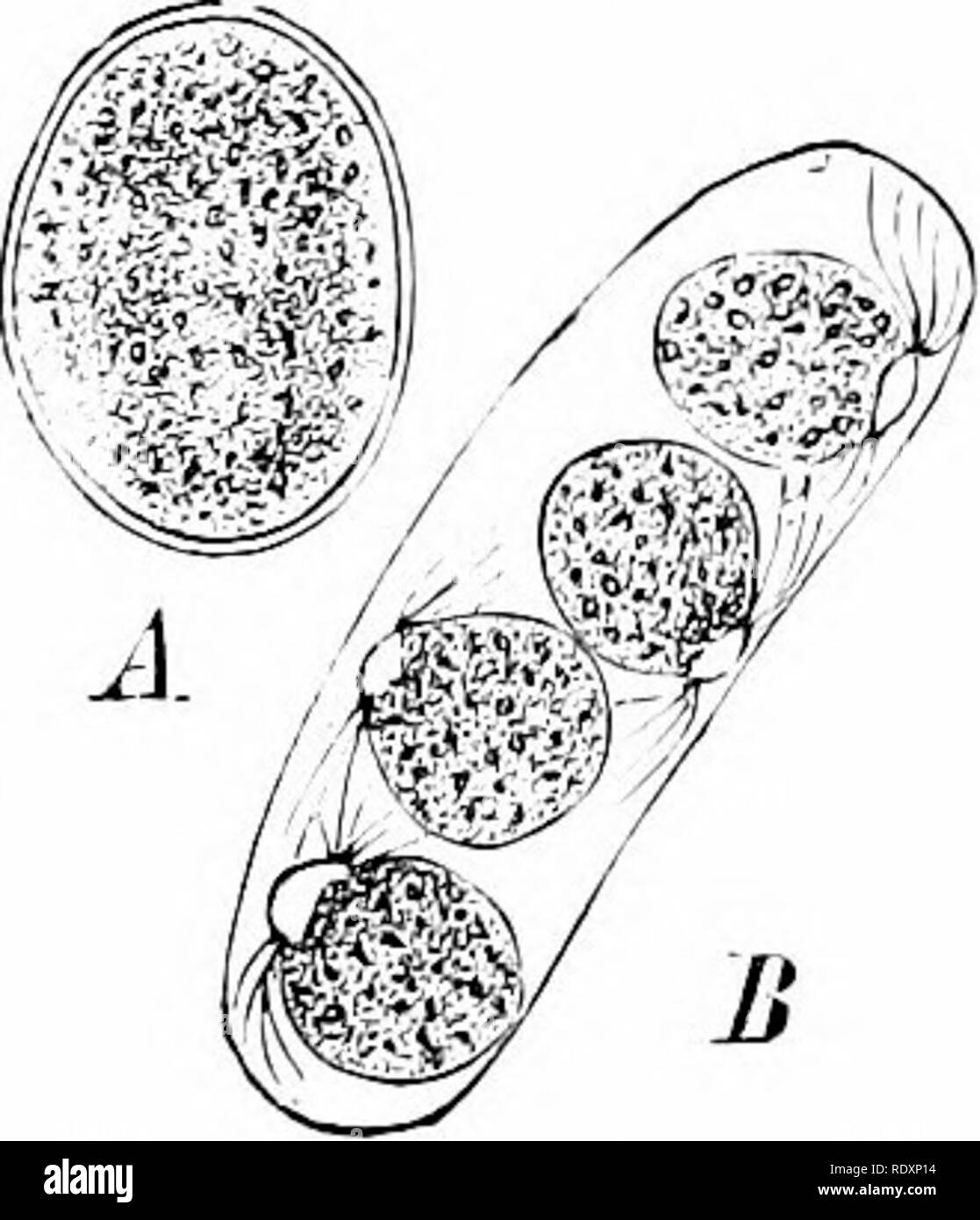 Protoplast fusion Black and White Stock Photos & Images - Alamy