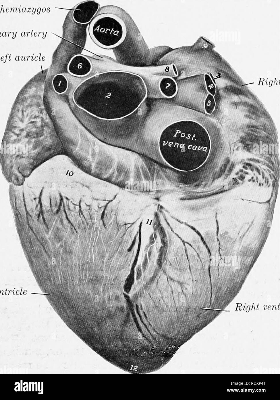 Deer Heart Anatomy