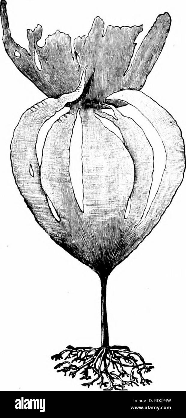 . Botany of the living plant. Botany. BROWN ALGAE 379 The product of ...