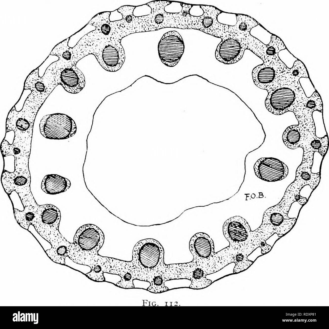 Transverse section stem Black and White Stock Photos & Images - Alamy