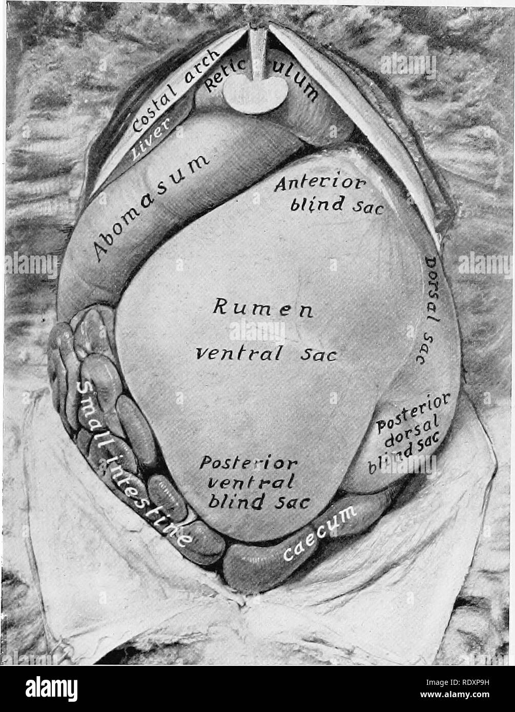 . The anatomy of the domestic animals . Veterinary anatomy. DIGESTIVE ...