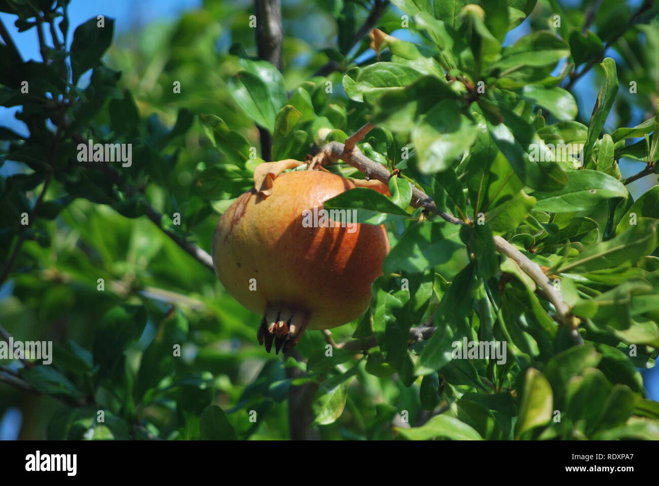 Beautiful pomegranate tree hi-res stock photography and images - Alamy