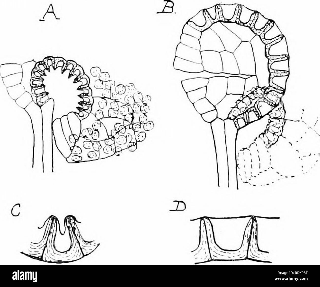 . Botany of the living plant. Botany. Fig. 94- Whole fruit of Hura ...
