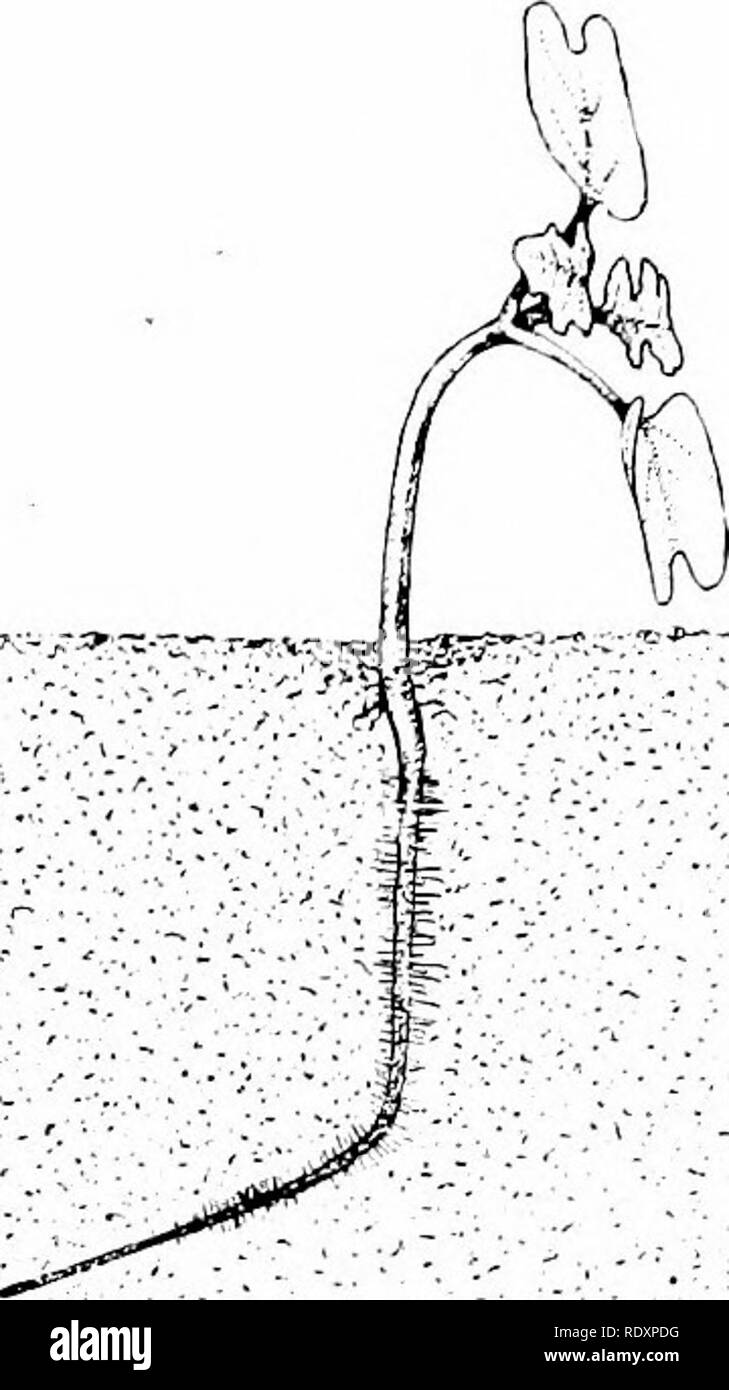 Floating seedlings Black and White Stock Photos & Images - Alamy