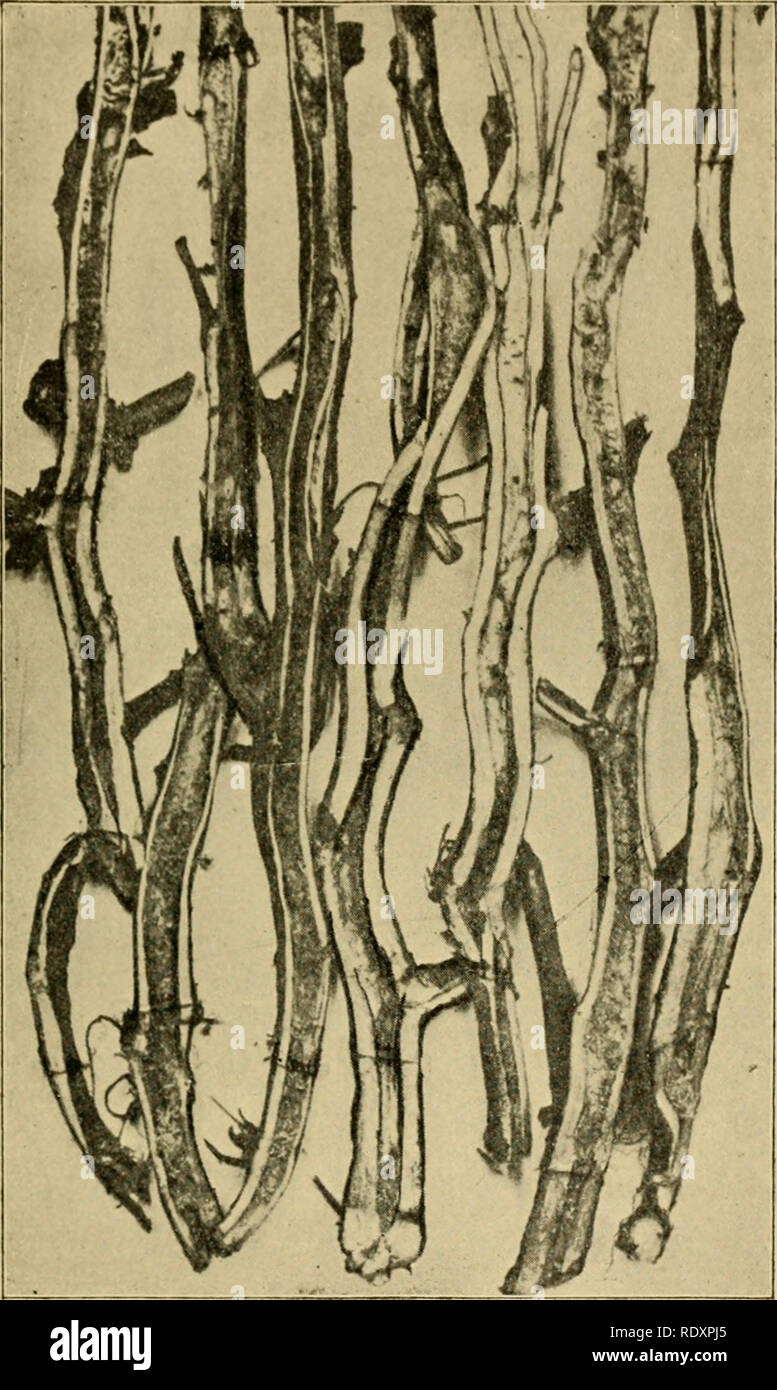 Larva trace hi-res stock photography and images - Alamy