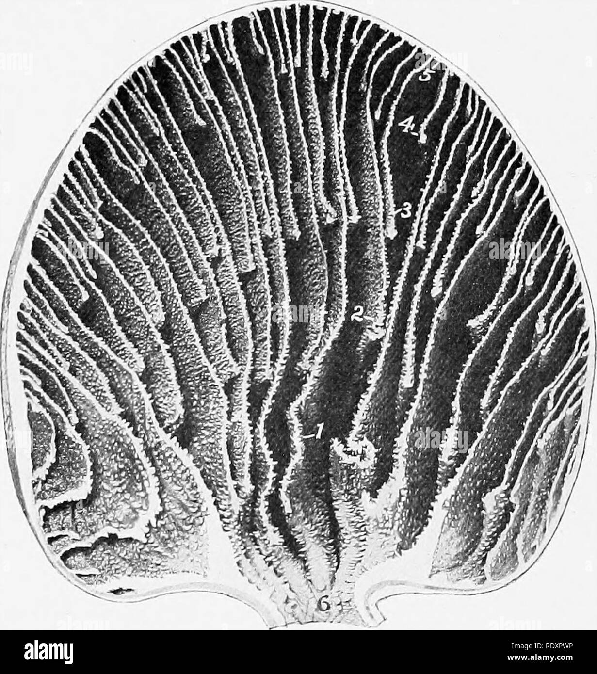 The omasum hi-res stock photography and images - Alamy