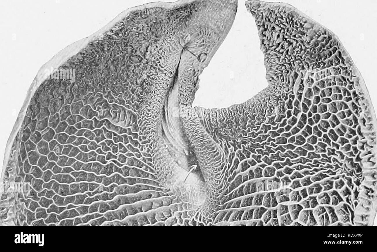 . The anatomy of the domestic animals . Veterinary anatomy. 458 ...