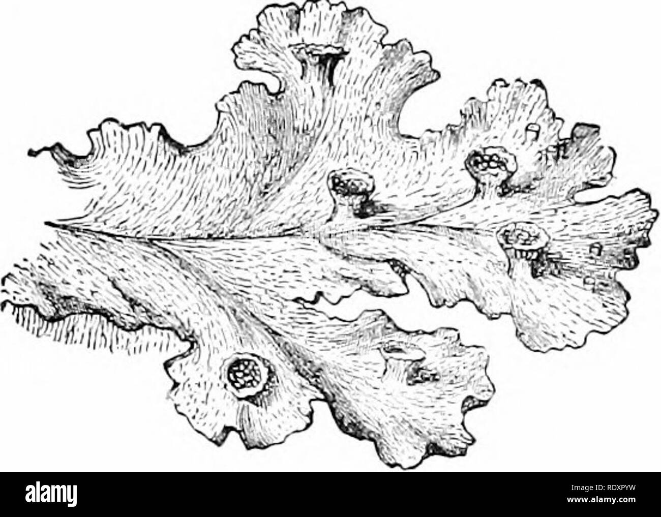 Single celled life forms hi-res stock photography and images - Alamy