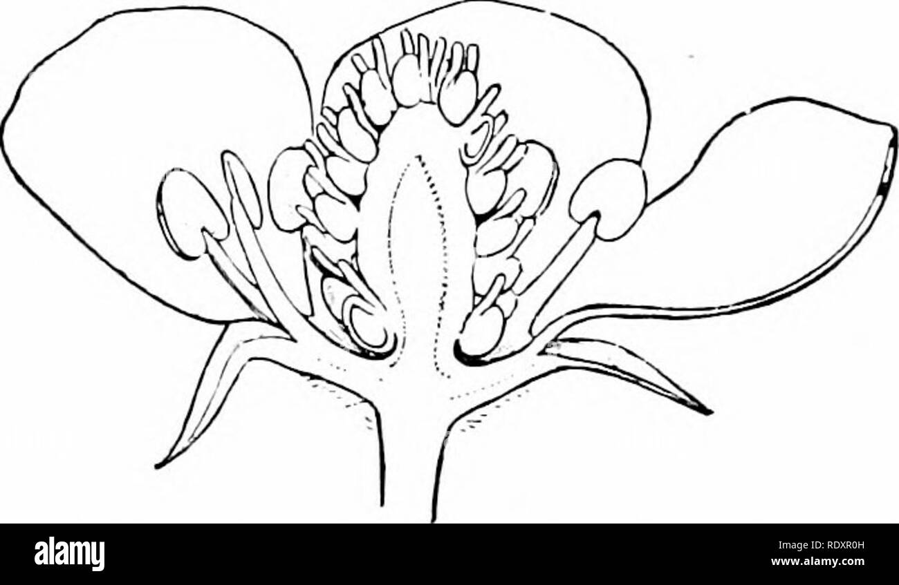 Stamen scars hi-res stock photography and images - Alamy