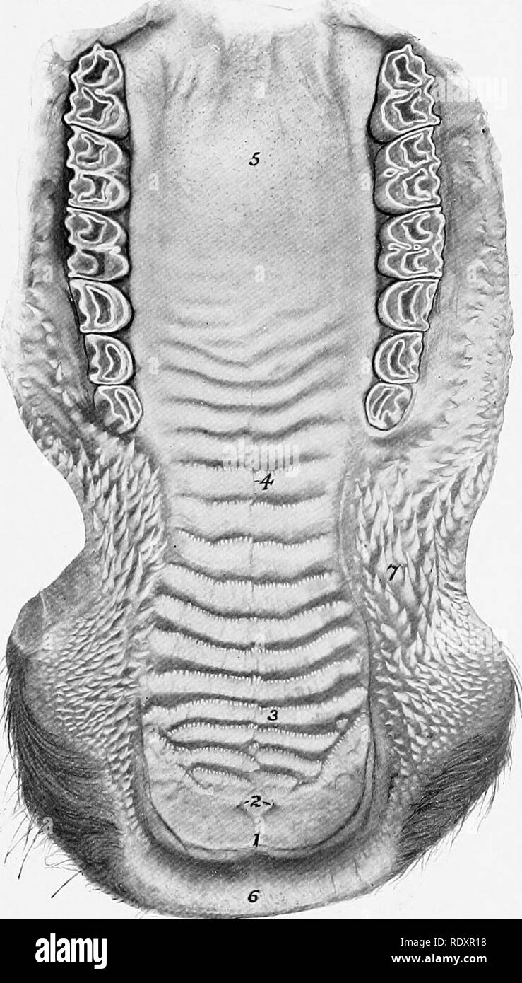 . The anatomy of the domestic animals . Veterinary anatomy. THE MOUTH ...