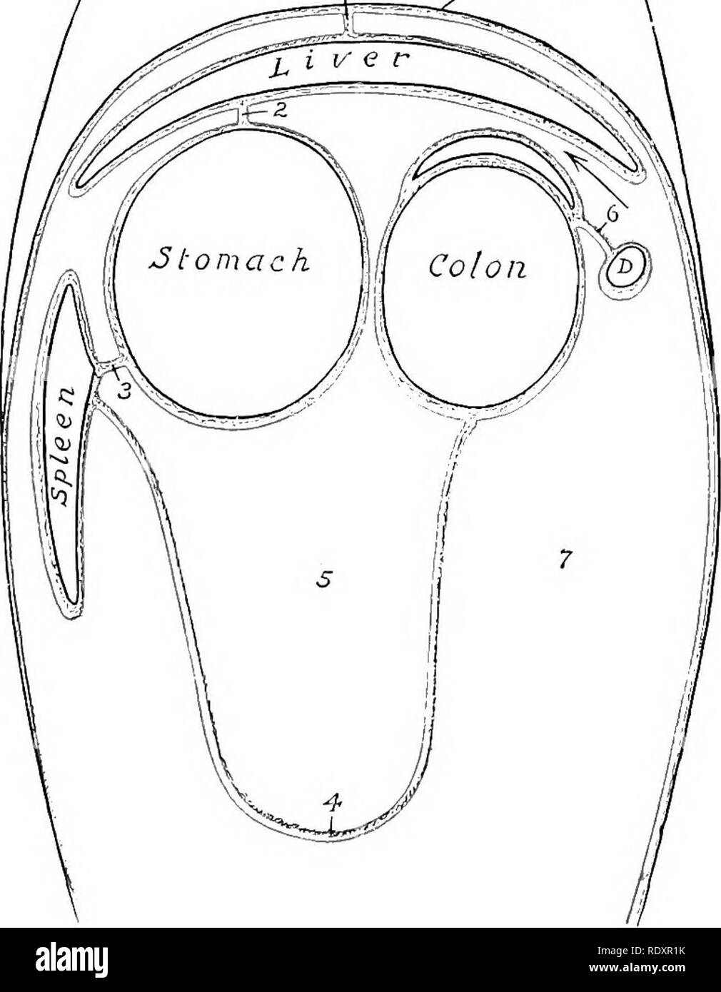 . The anatomy of the domestic animals . Veterinary anatomy. THE ...