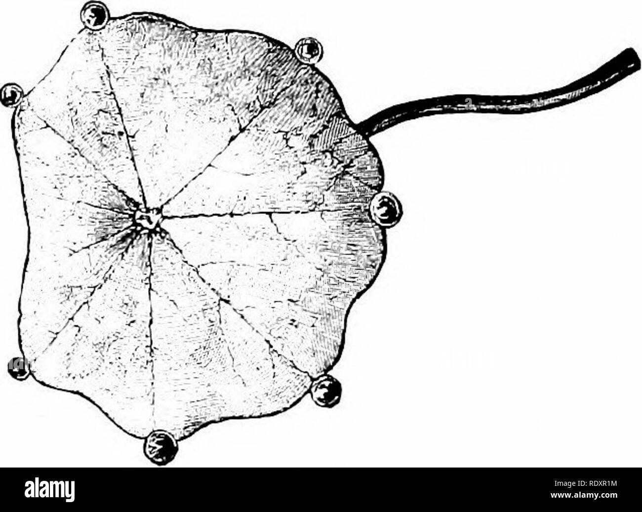 Concave faces Cut Out Stock Images & Pictures - Alamy