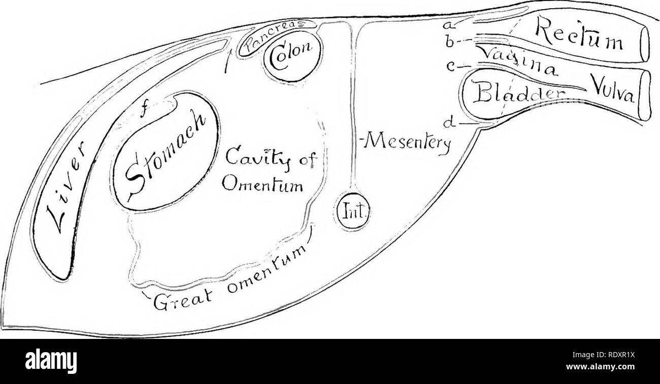 Epiploic Foramen Horse