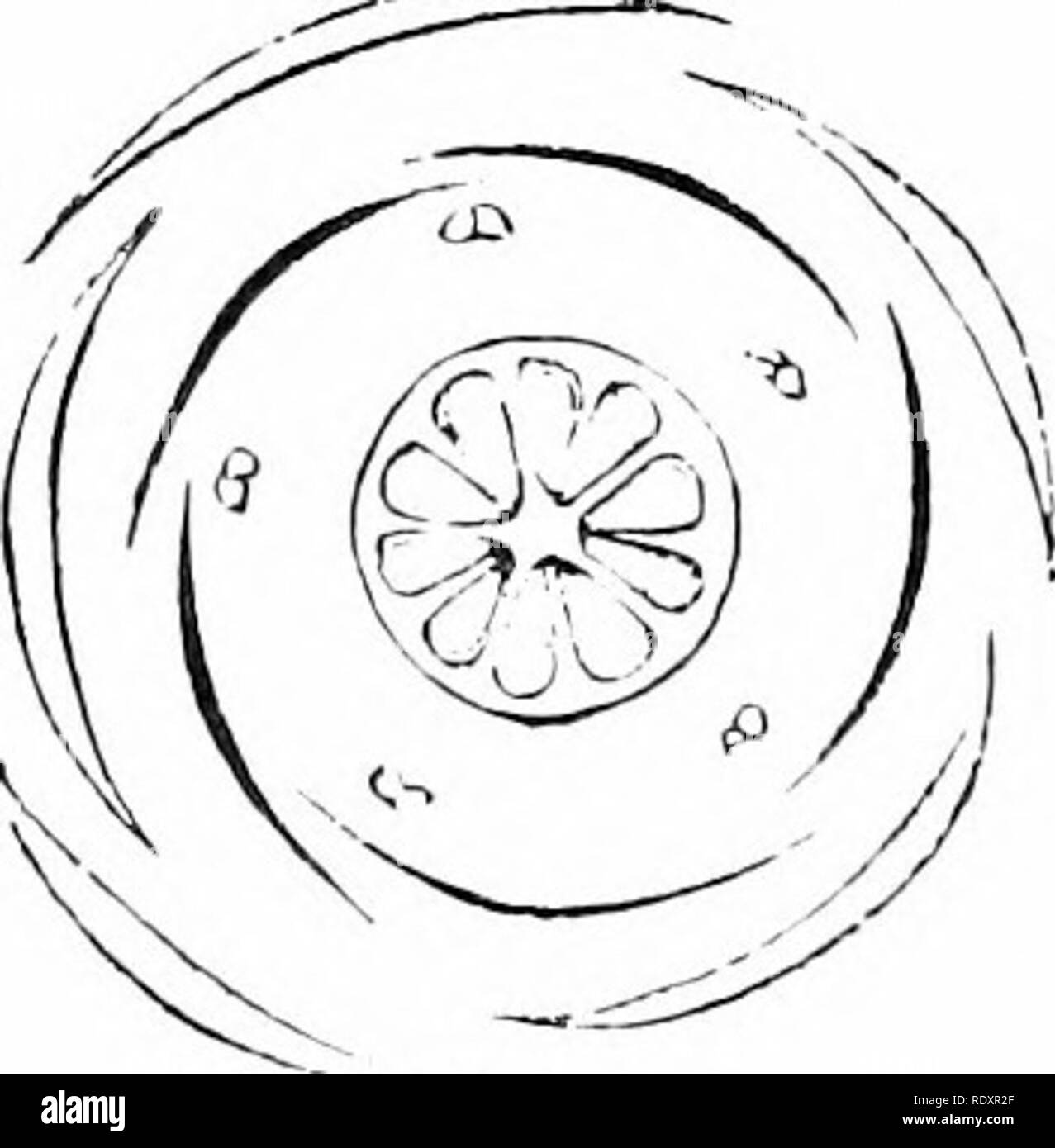 Flax plant diagram hi-res stock photography and images - Alamy