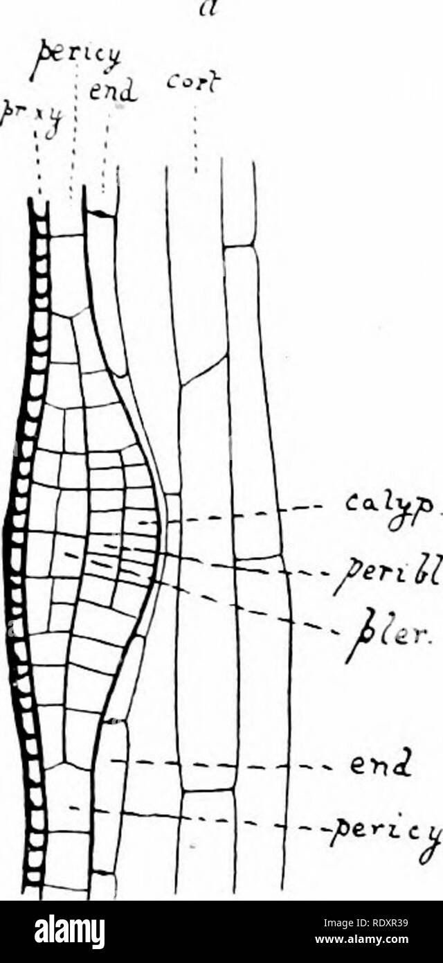 Piliferous hi-res stock photography and images - Alamy