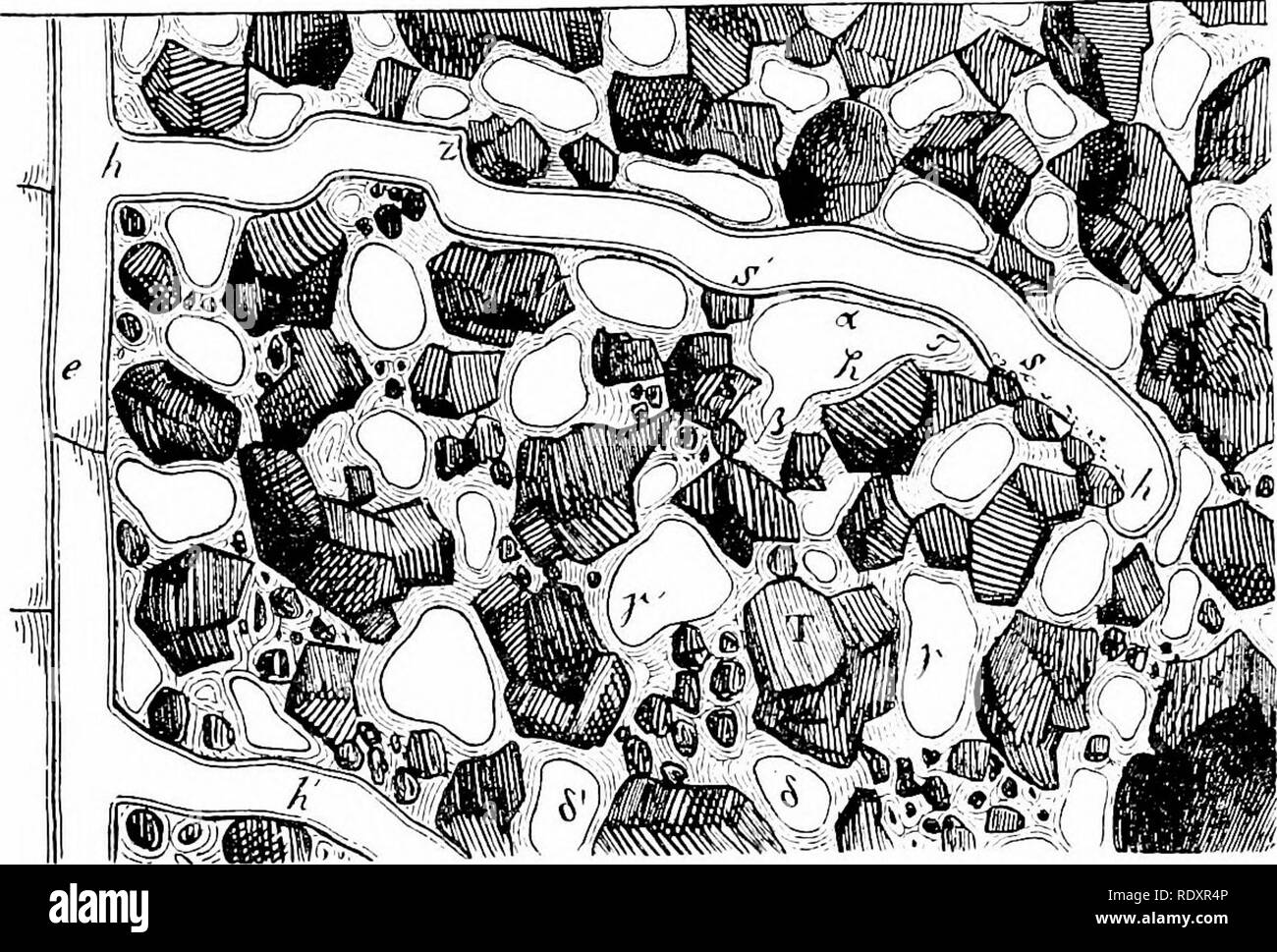 Radial root Black and White Stock Photos & Images - Alamy