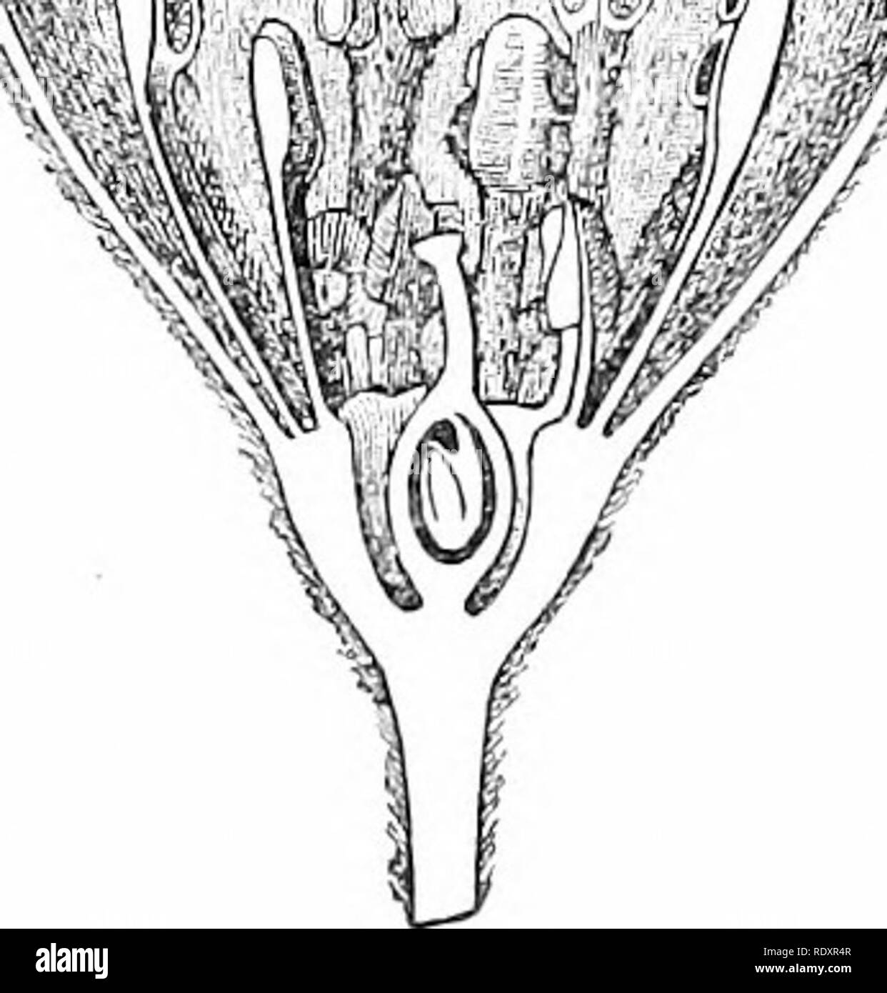 Sticky pollen pollen grains hi-res stock photography and images - Alamy