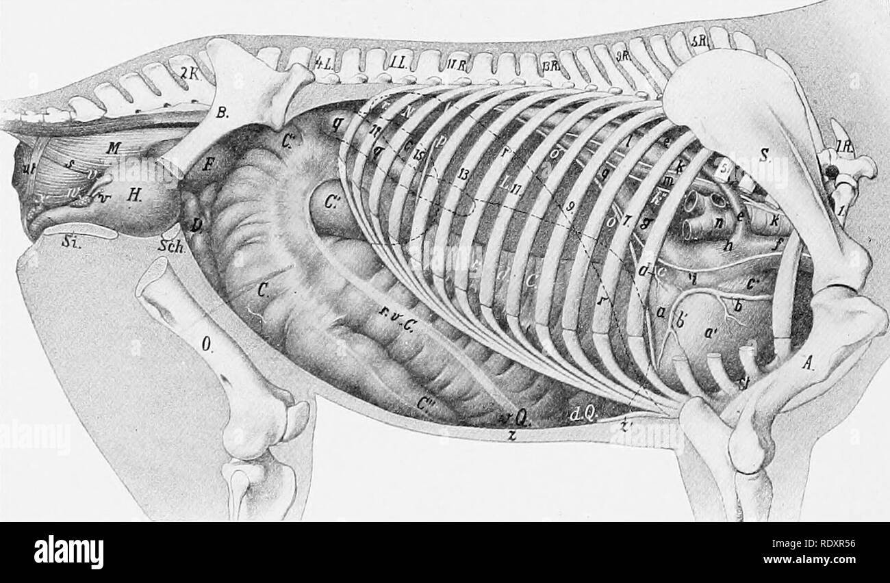 . The anatomy of the domestic animals . Veterinary anatomy. Fig. 365 ...