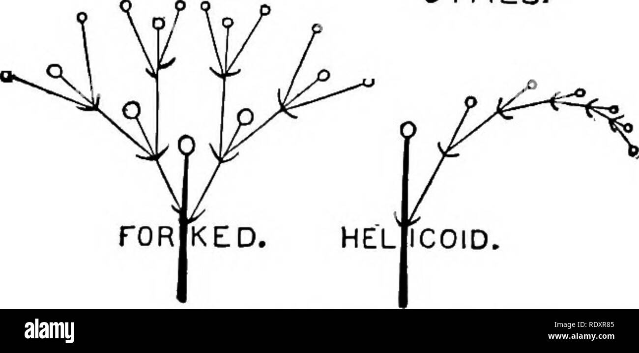. The essentials of botany. Botany. GROSS ANATOMY OF THE ANQIOSPEBMS ...