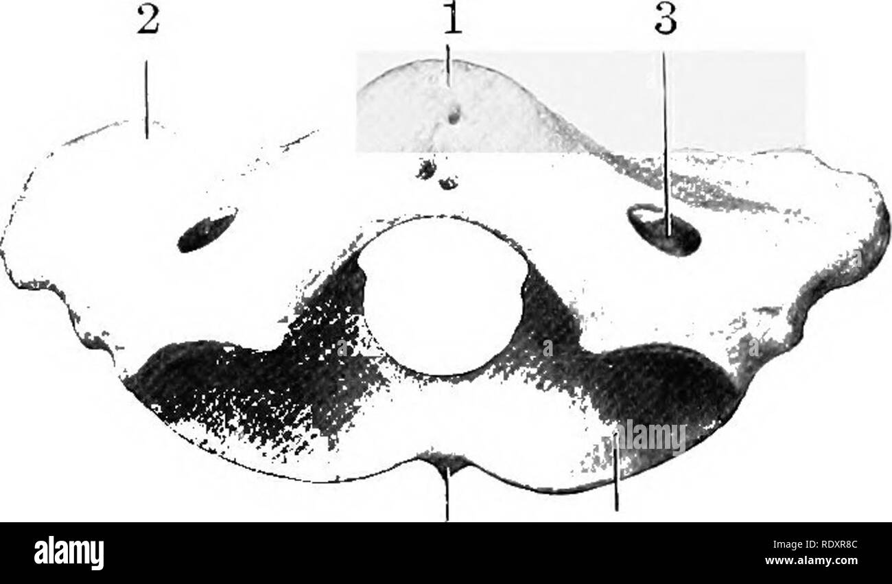 . The anatomy of the domestic animals . Veterinary anatomy. Fig. 11)7 ...