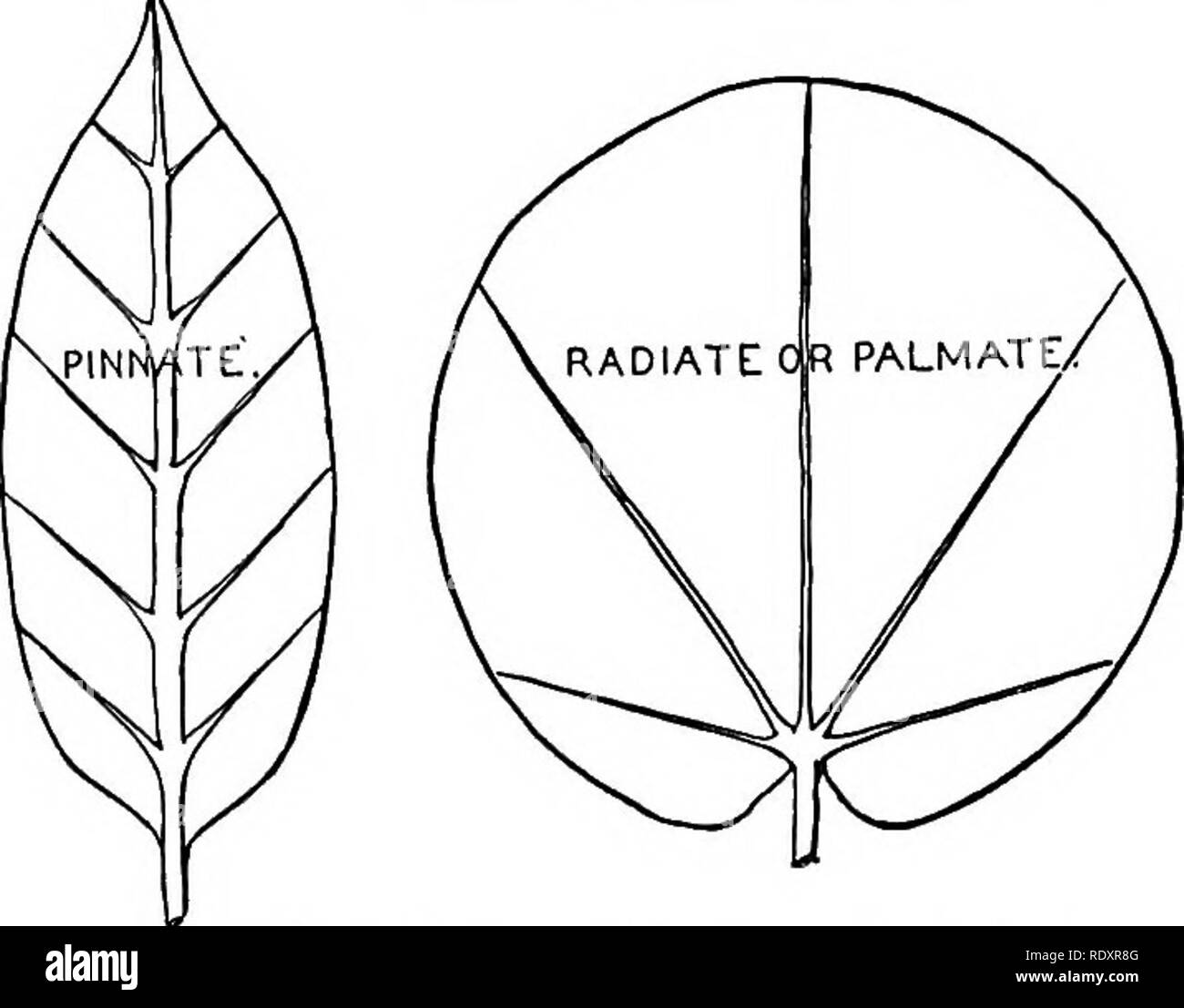 With An Incised Leaf Margin