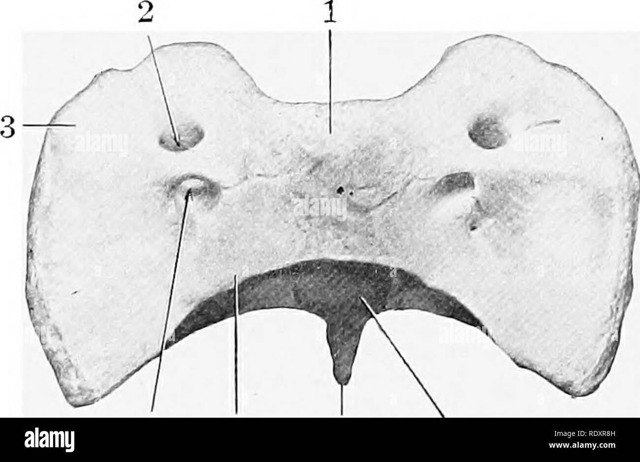Spinous process Black and White Stock Photos & Images - Alamy