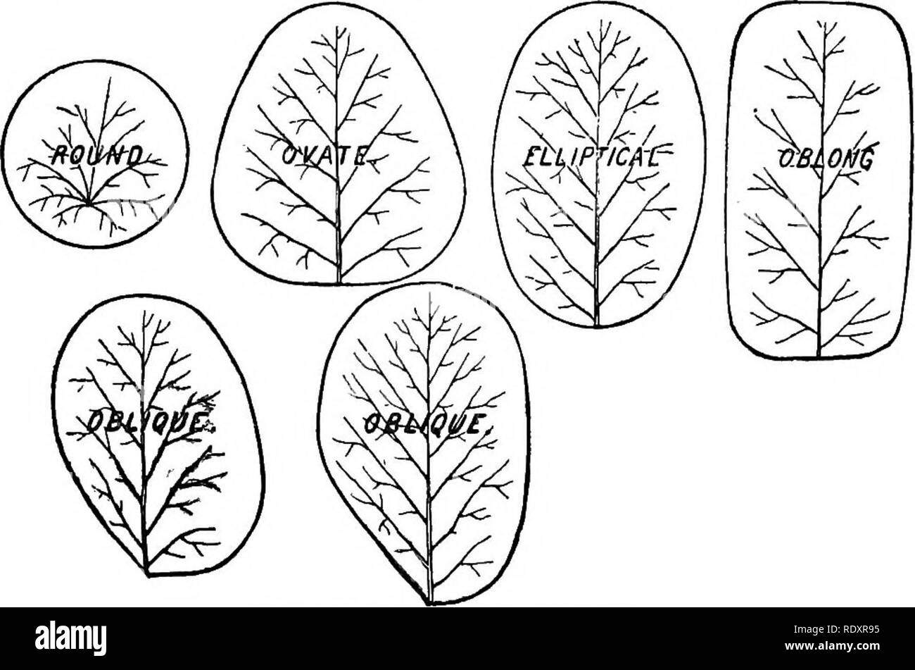 Palmately compound leaf hi-res stock photography and images - Alamy