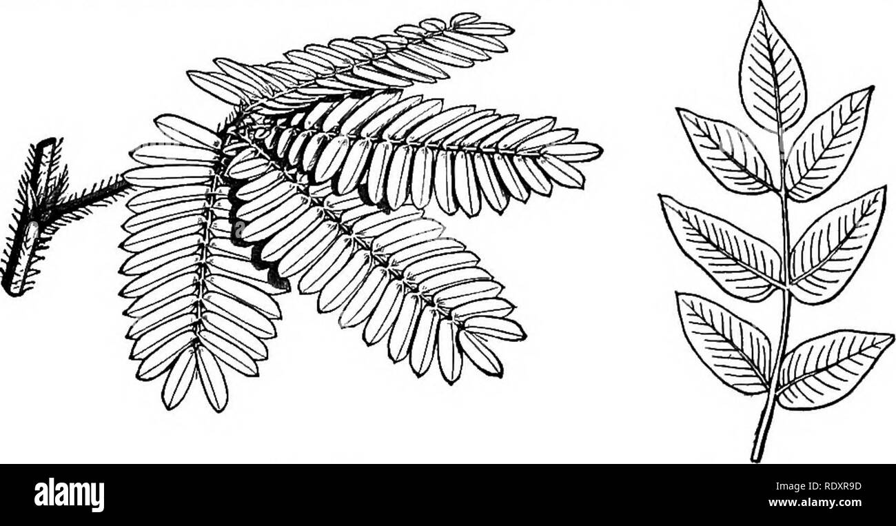 Palmately compound leaf hi-res stock photography and images - Alamy