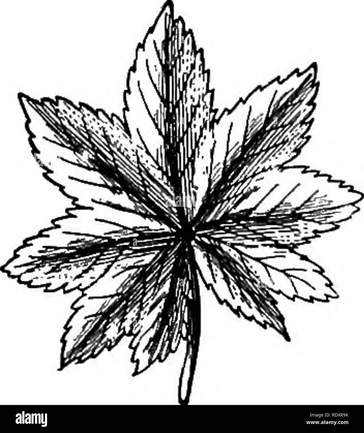 Primary and secondary roots hi-res stock photography and images - Alamy