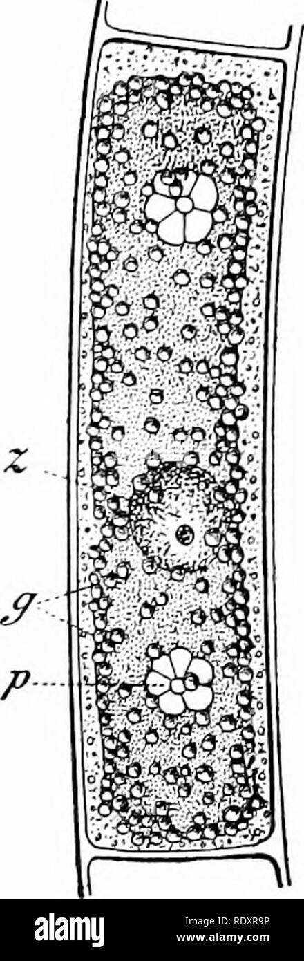 Chloroplasts under microscope Black and White Stock Photos & Images - Alamy