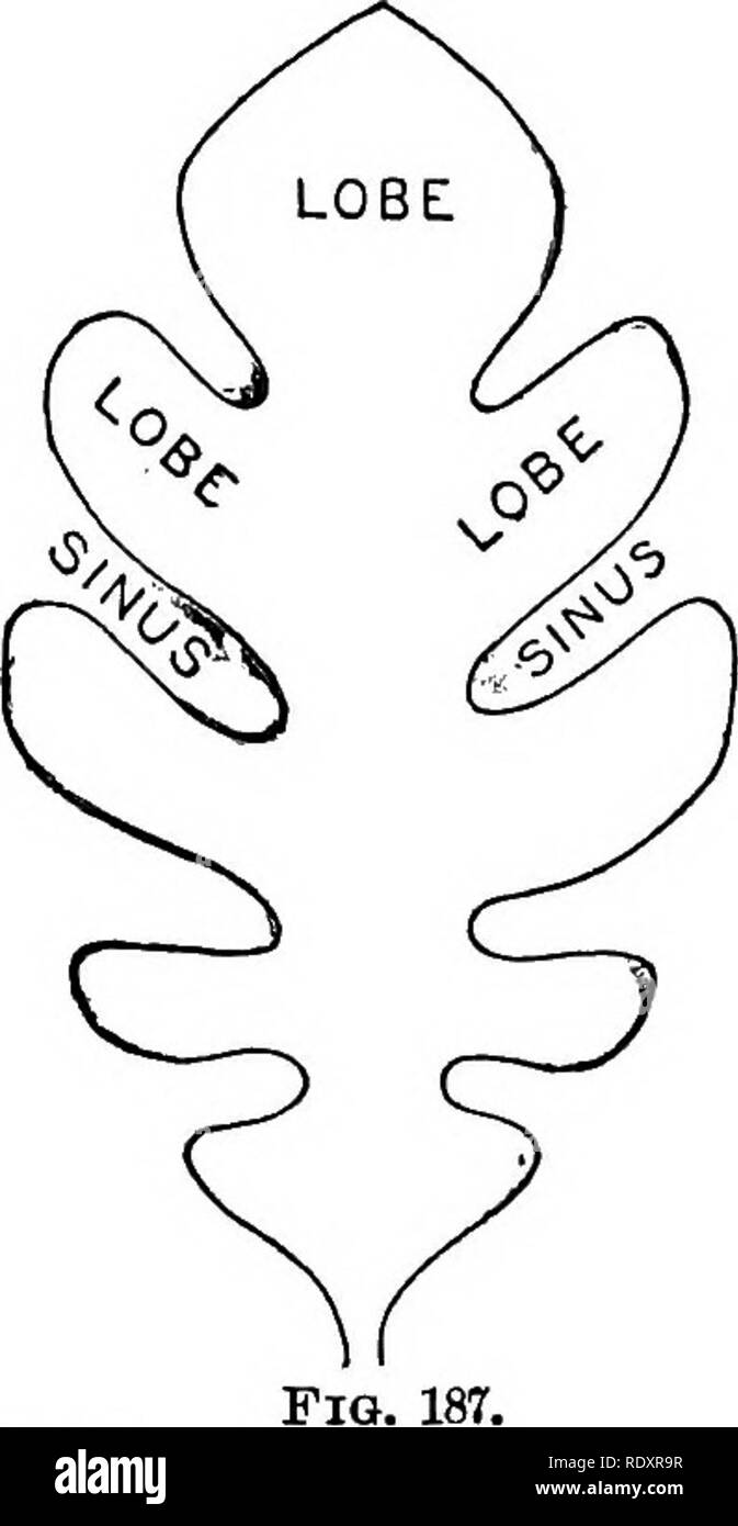 Parts of leaf with diagram hi-res stock photography and images - Alamy