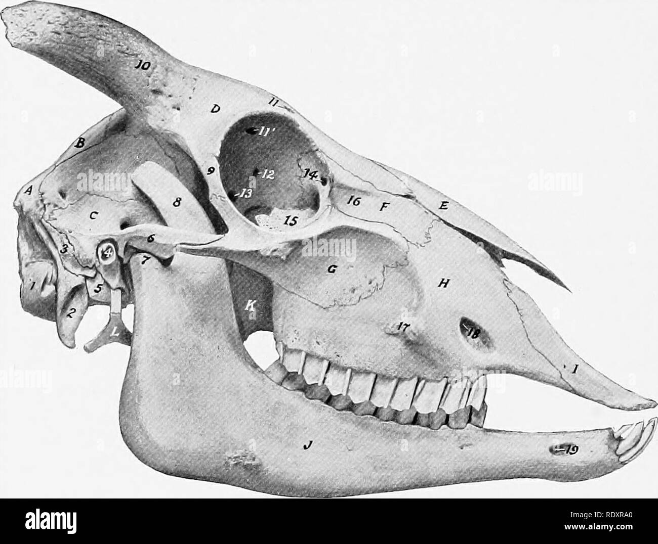 Transverse Plane High Resolution Stock Photography and Images - Alamy