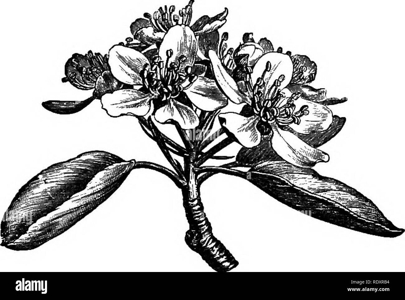 Chestnuts and plane trees hi-res stock photography and images - Alamy