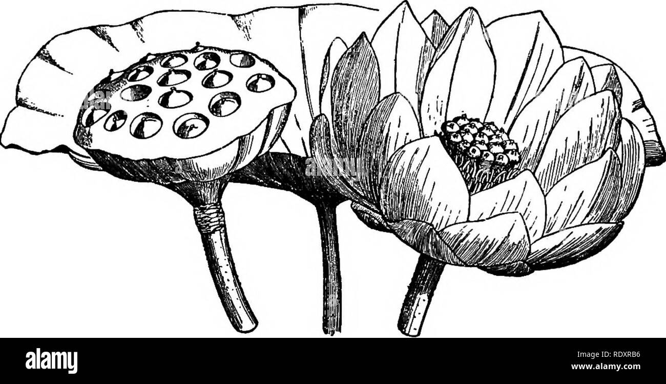 Dissolved flower Black and White Stock Photos & Images - Alamy