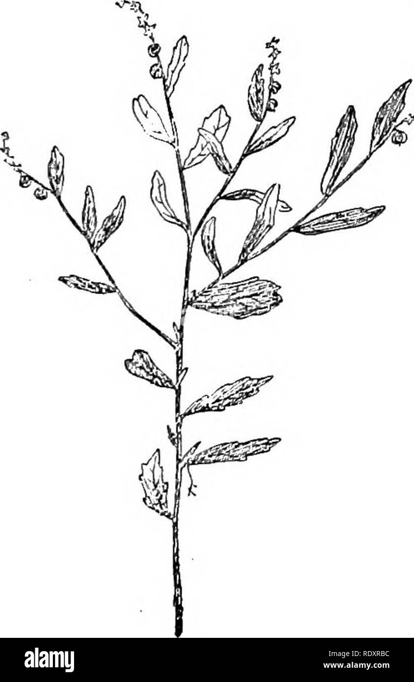 Tiglinic acid Black and White Stock Photos & Images - Alamy