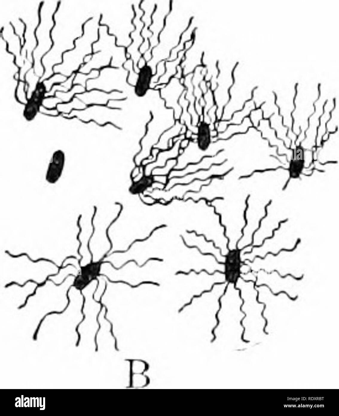 Cilium structure hi-res stock photography and images - Alamy