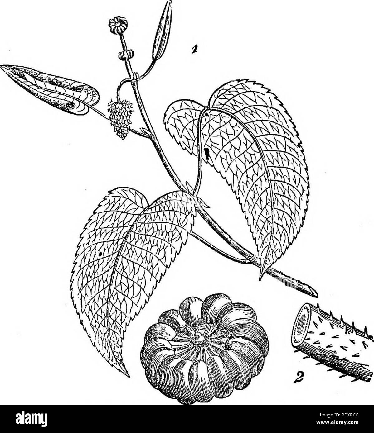 Tiglinic acid hi-res stock photography and images - Alamy