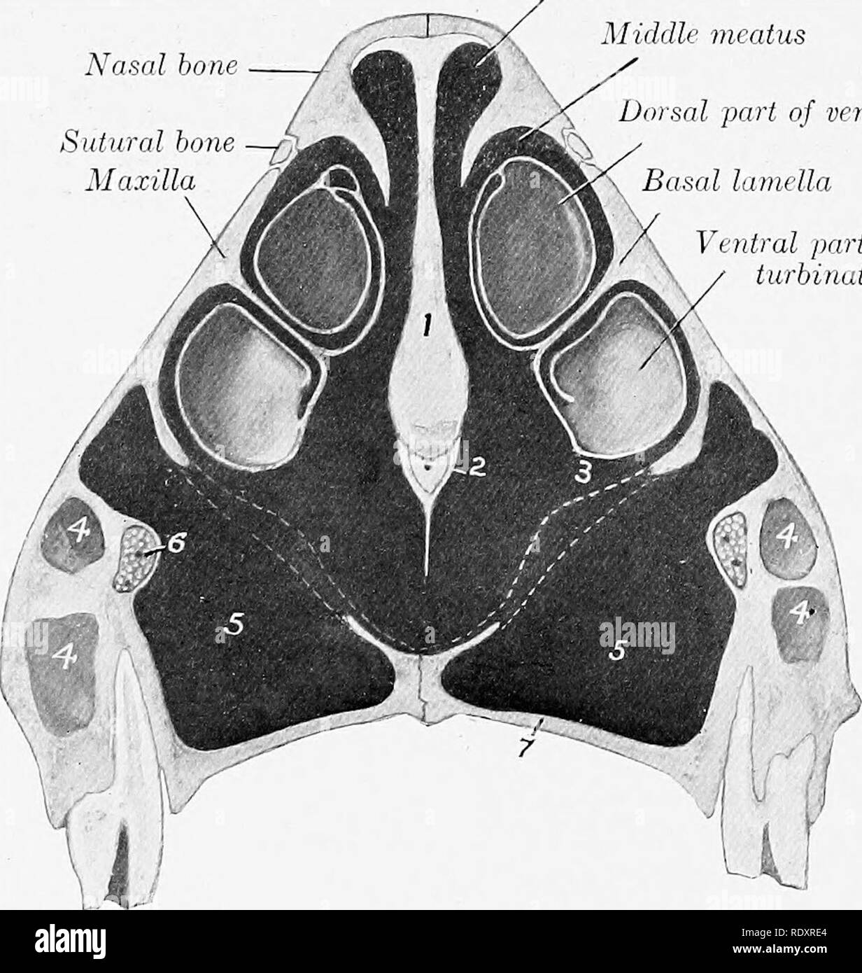External occipital protuberance hi-res stock photography and images - Alamy