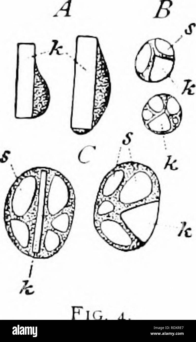 Starch granules in plant cells hi-res stock photography and images - Alamy