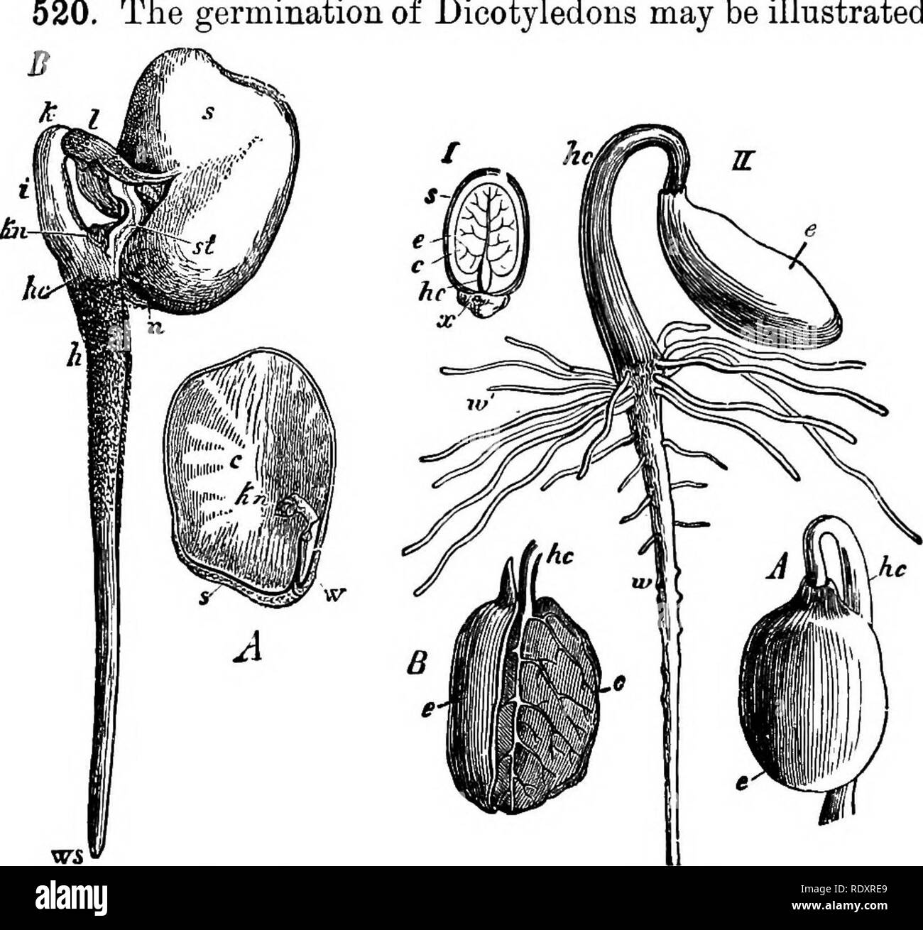 . The essentials of botany. Botany. 274 BOTANY. Sub-Class II. The ...