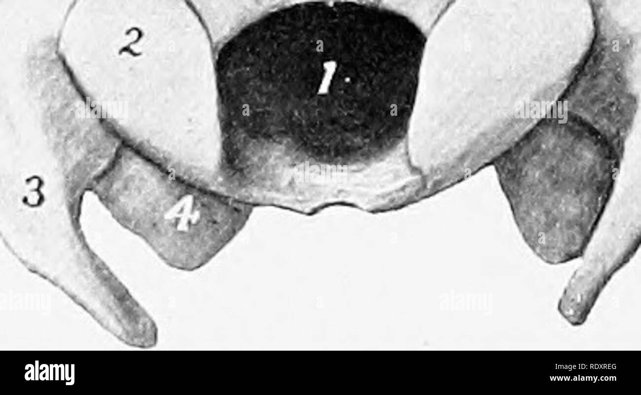 Mastoid foramen hi-res stock photography and images - Alamy