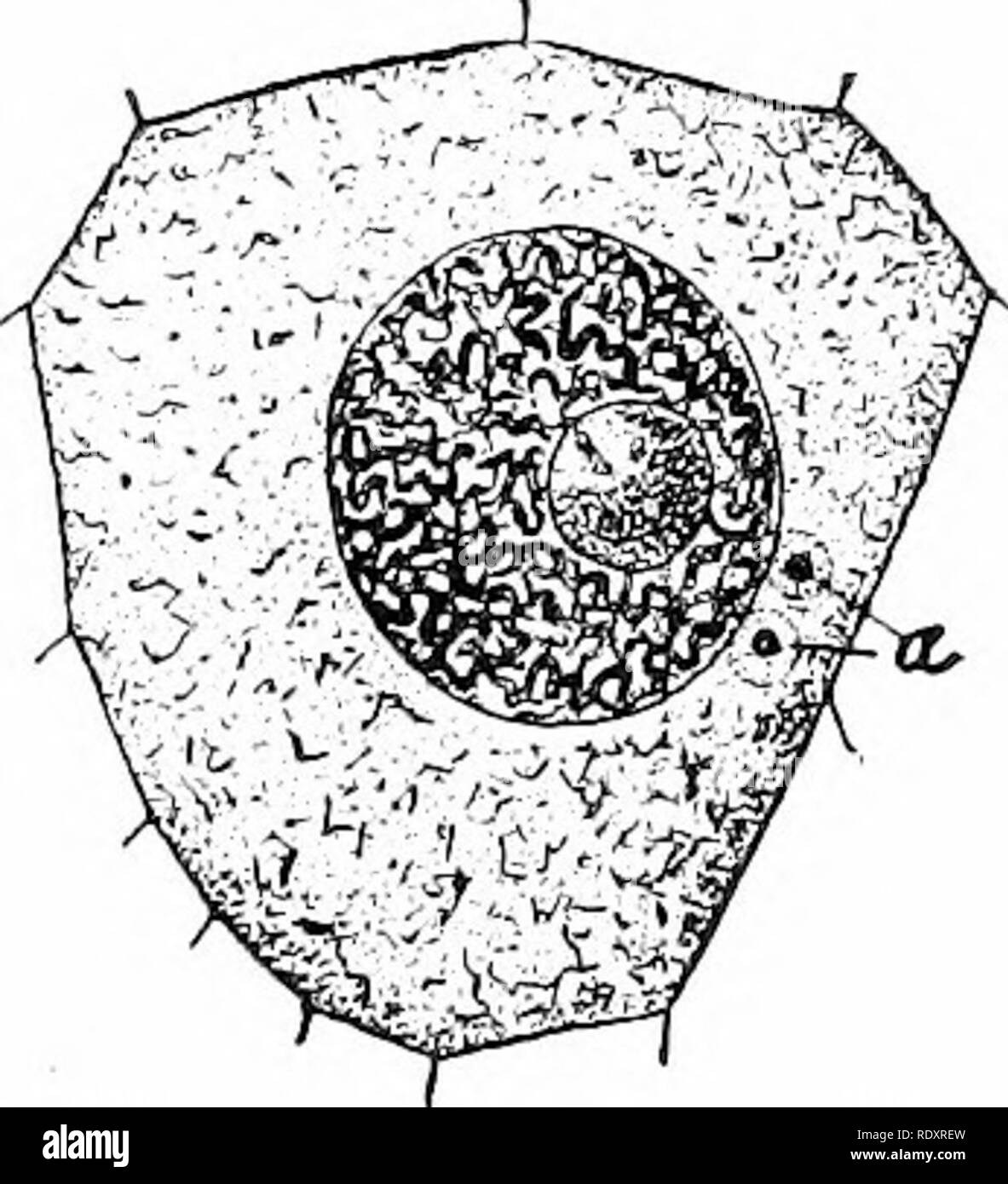 . Plant life, considered with special references to form and function ...