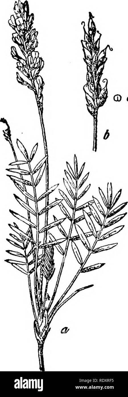 Woolly weed Cut Out Stock Images & Pictures - Alamy