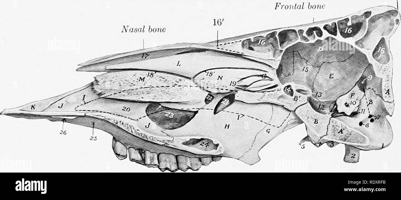 . The anatomy of the domestic animals . Veterinary anatomy. 138 ...