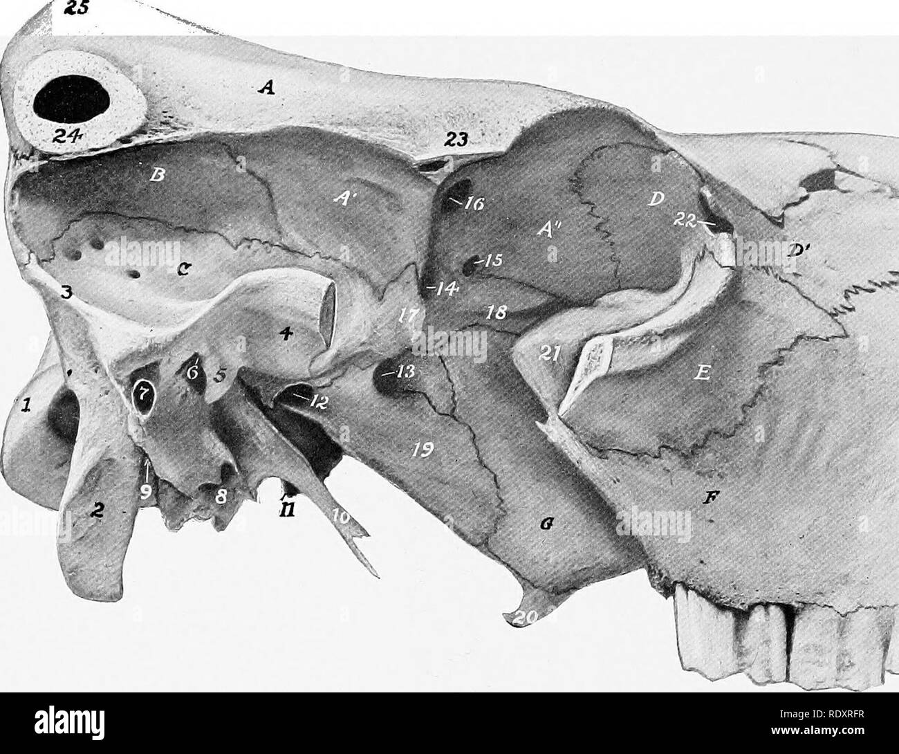 . The anatomy of the domestic animals . Veterinary anatomy. 134 ...
