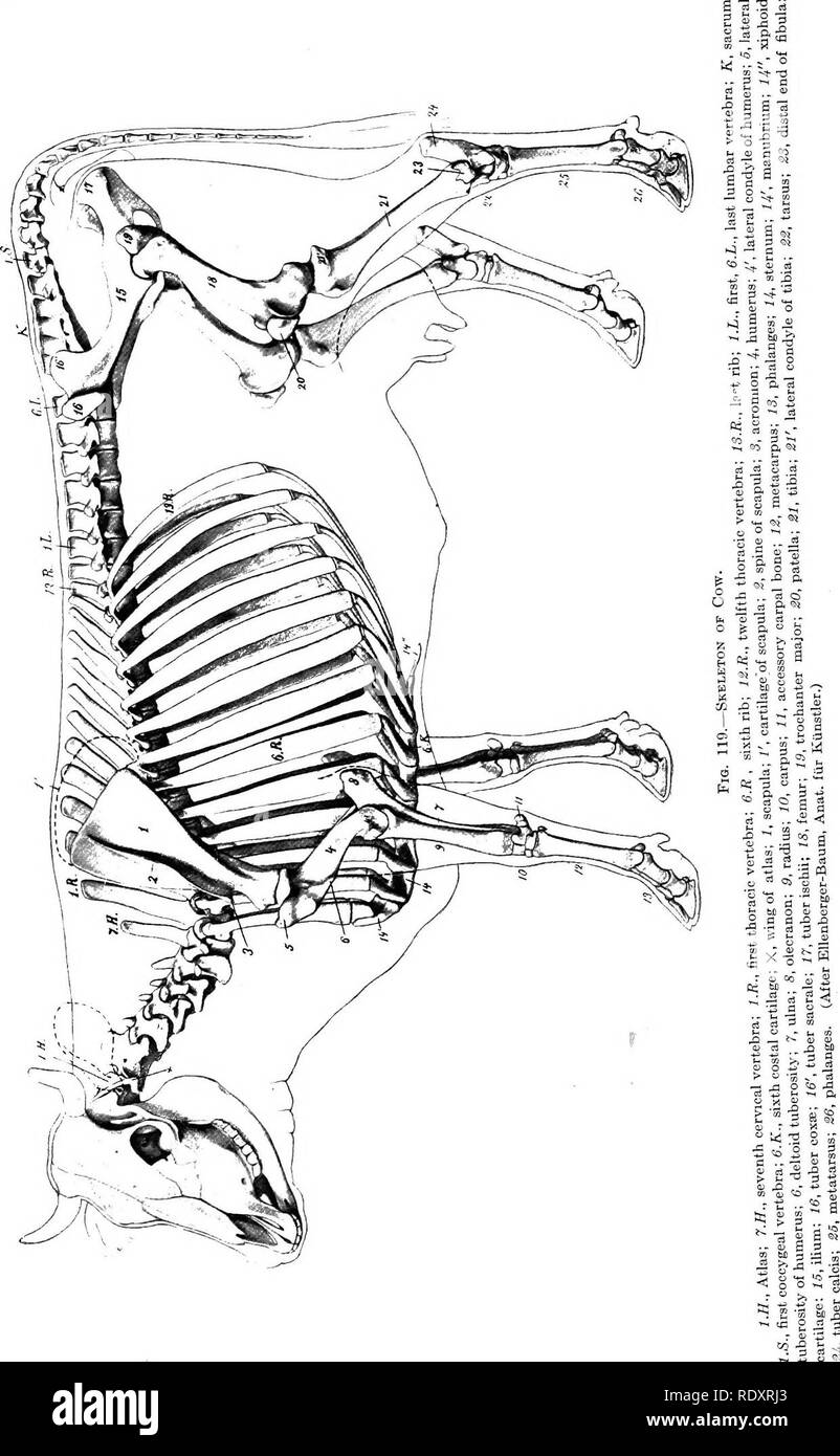 . The anatomy of the domestic animals . Veterinary anatomy. 126 ...