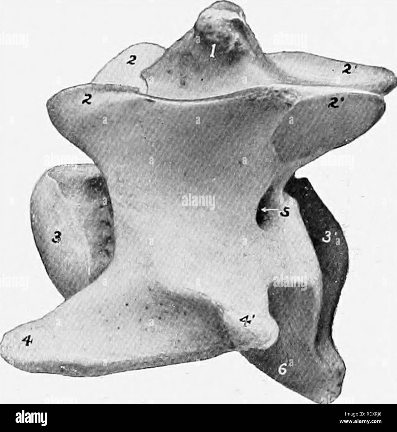 . The anatomy of the domestic animals . Veterinary anatomy. SKELETON OF ...