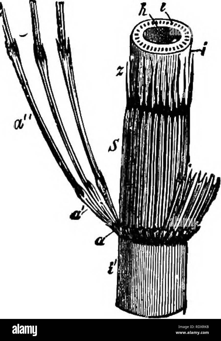 Dying tissue Black and White Stock Photos & Images - Alamy