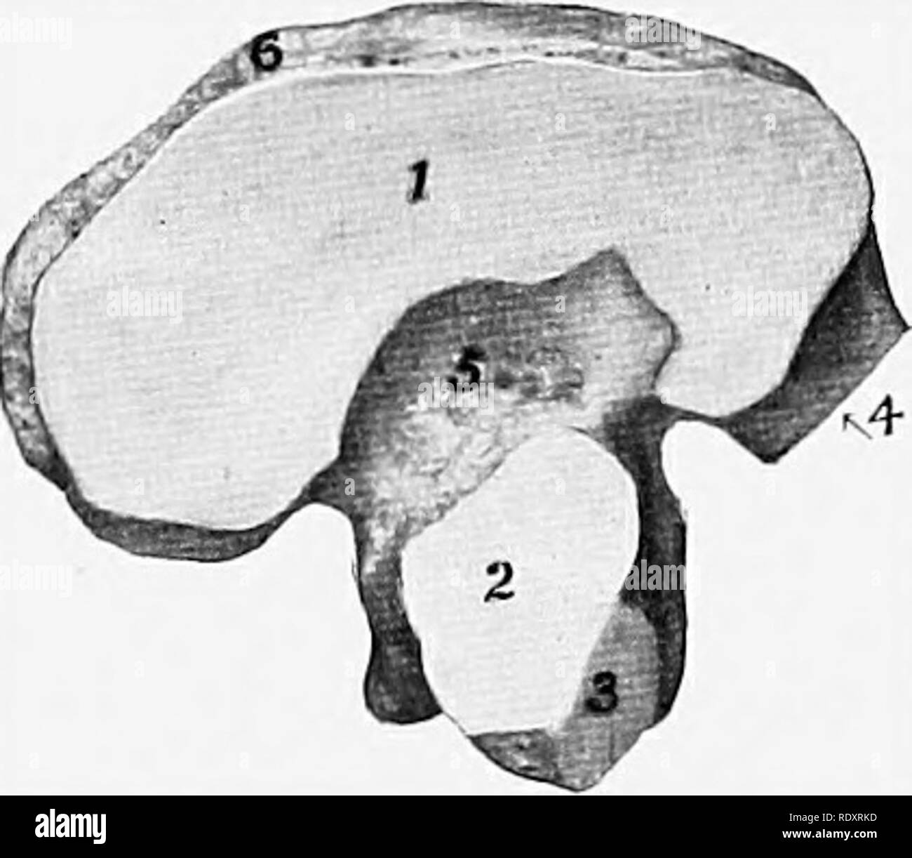 . The anatomy of the domestic animals . Veterinary anatomy. 122 THE ...